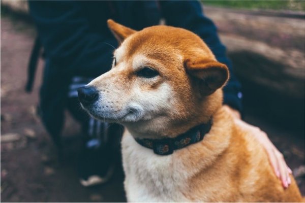 5 Dog Friendly Holiday Parks In NSW Enjoy The Time With Your Pet 5-dog-friendly-holiday-parks-in-nsw-enjoy-the-time-with-your-pet
